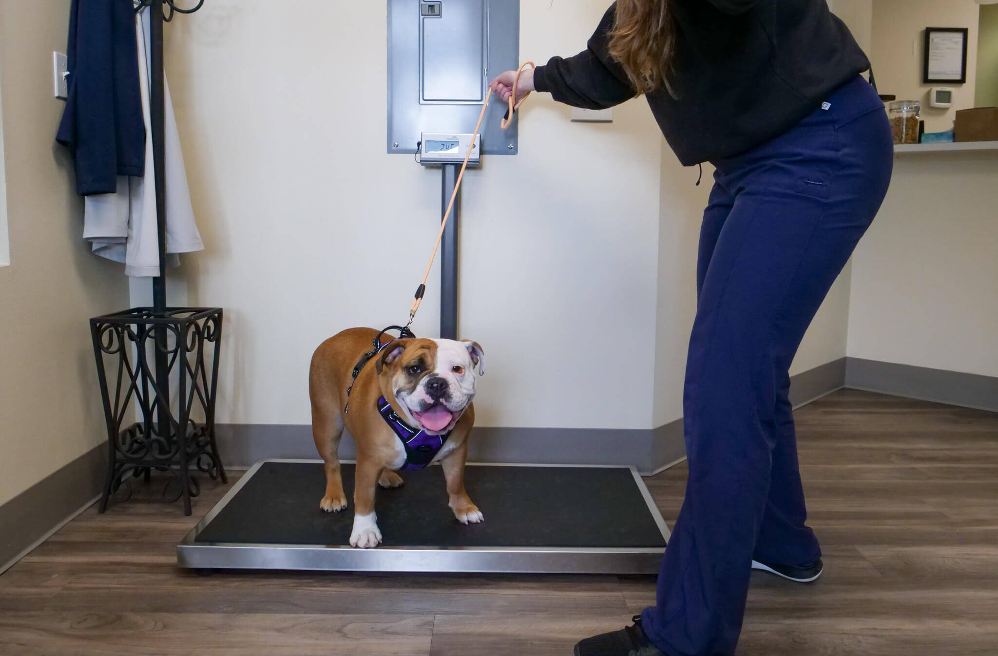 Pet Wellness Care | Bissonnet Veterinary Hospital