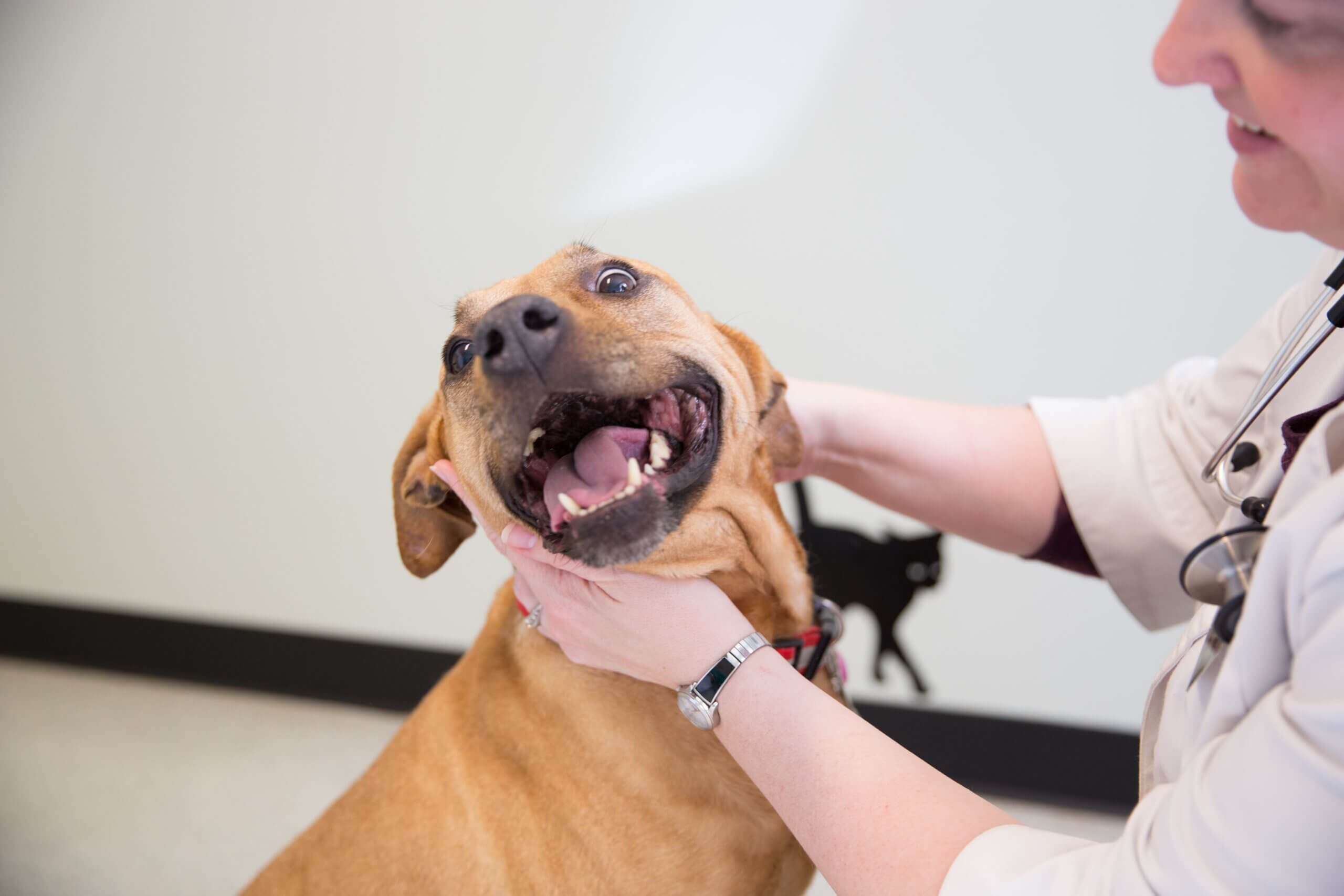What to Know About the Latest Canine Respiratory Illness - Bissonnet ...