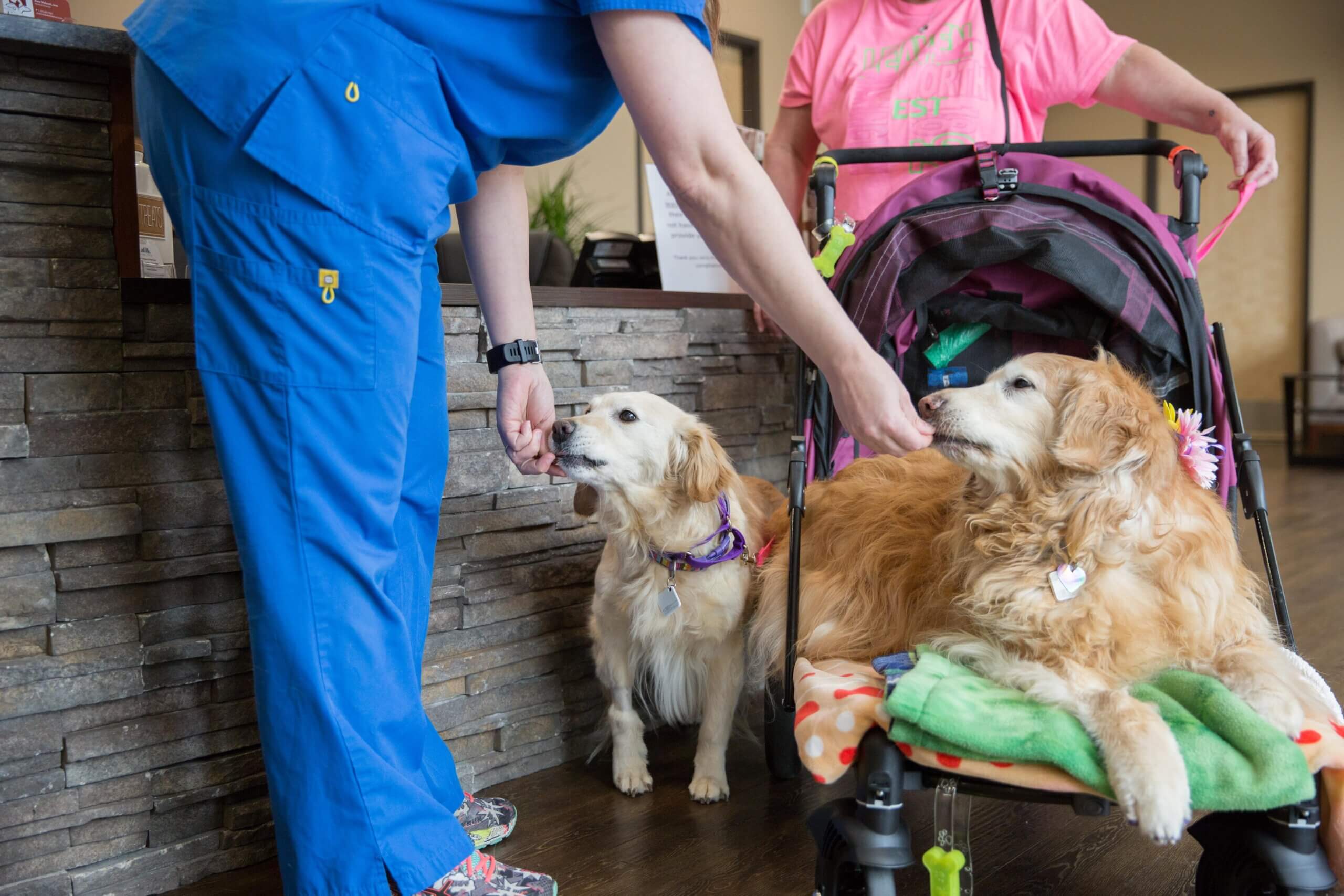The Ultimate Guide to Exercise for Dogs - Bissonnet Veterinary Hospital