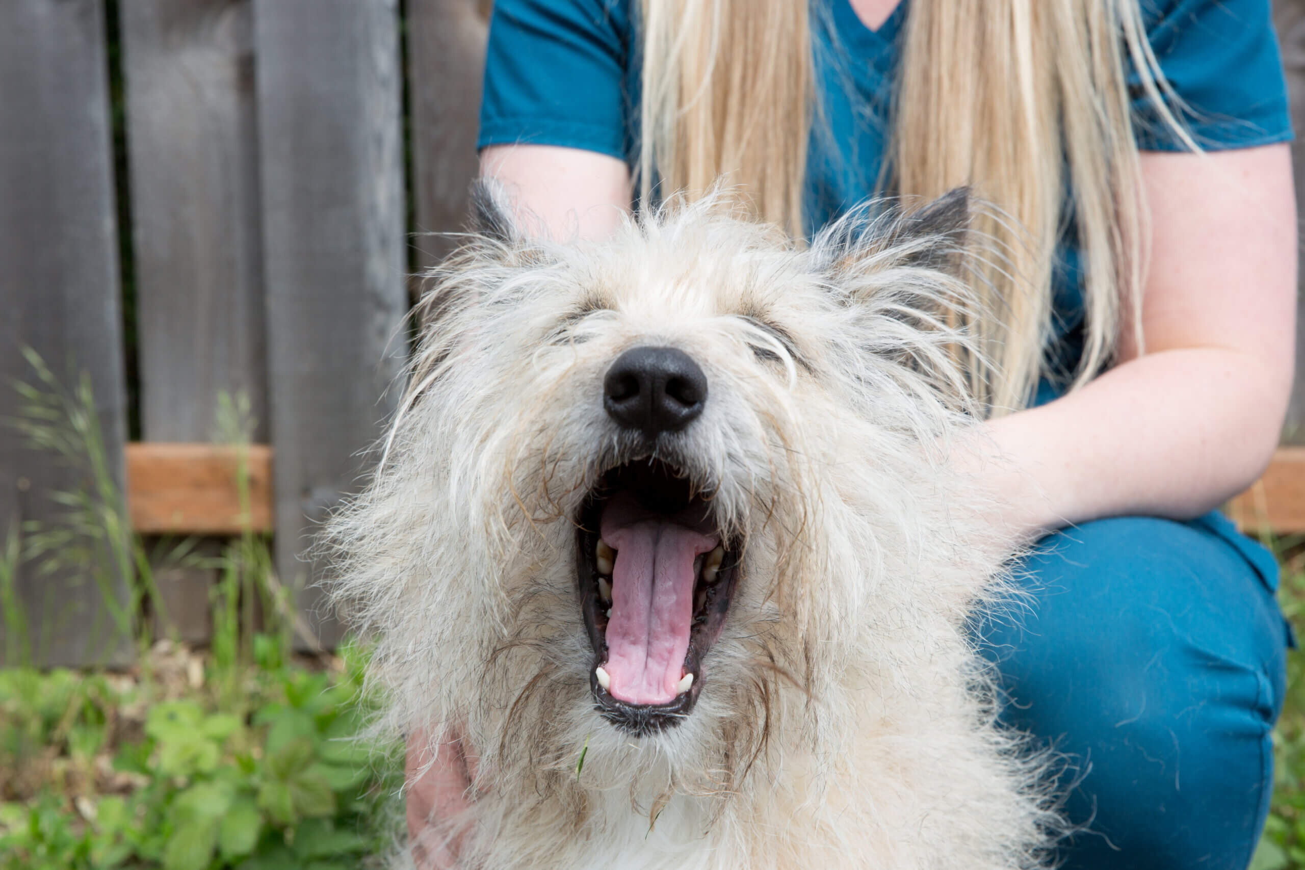 Pet Dental Services- Bissonnet Veterinary Hospital
