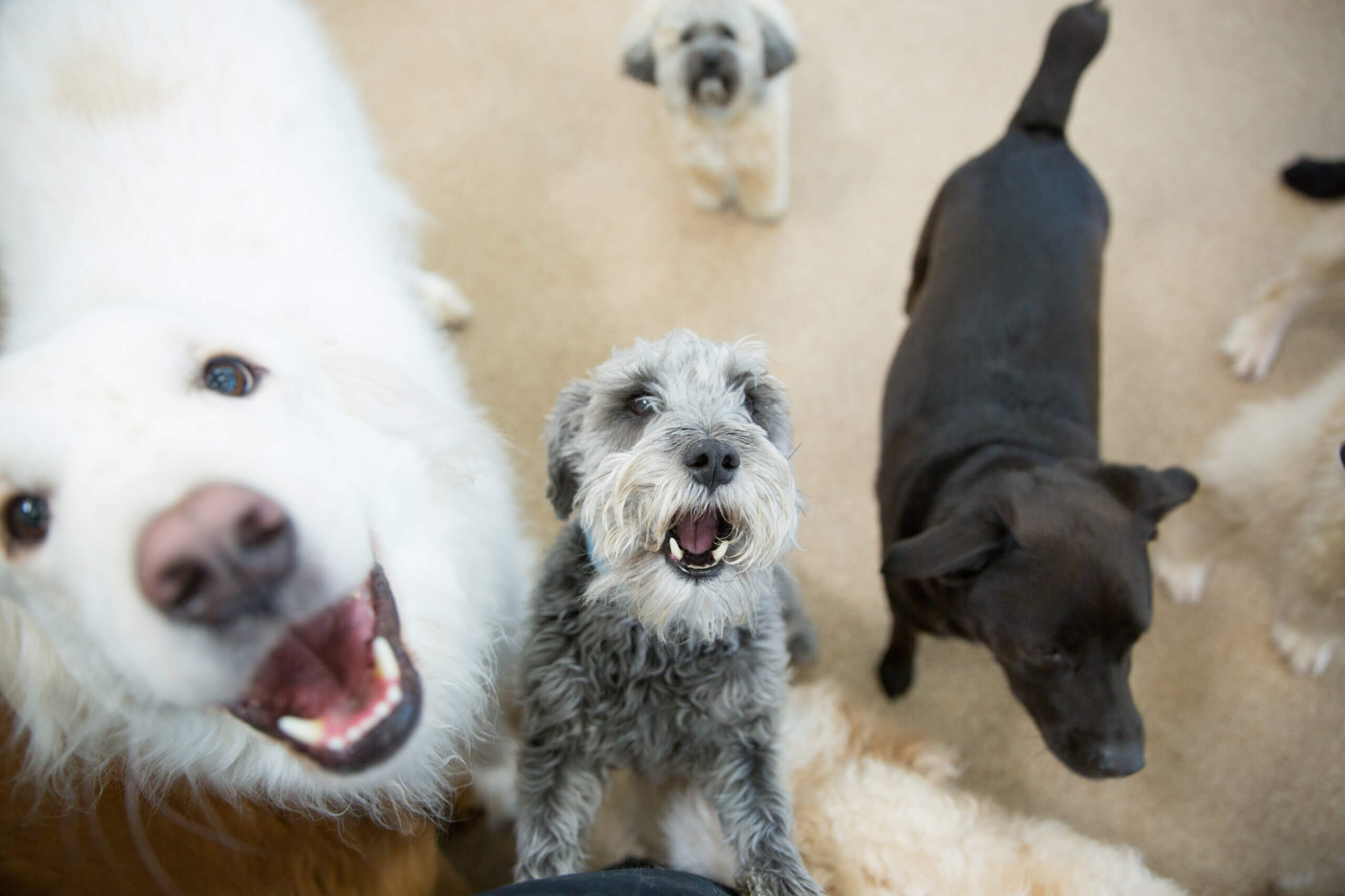 Pet Health App - Bissonnet Veterinary Hospital