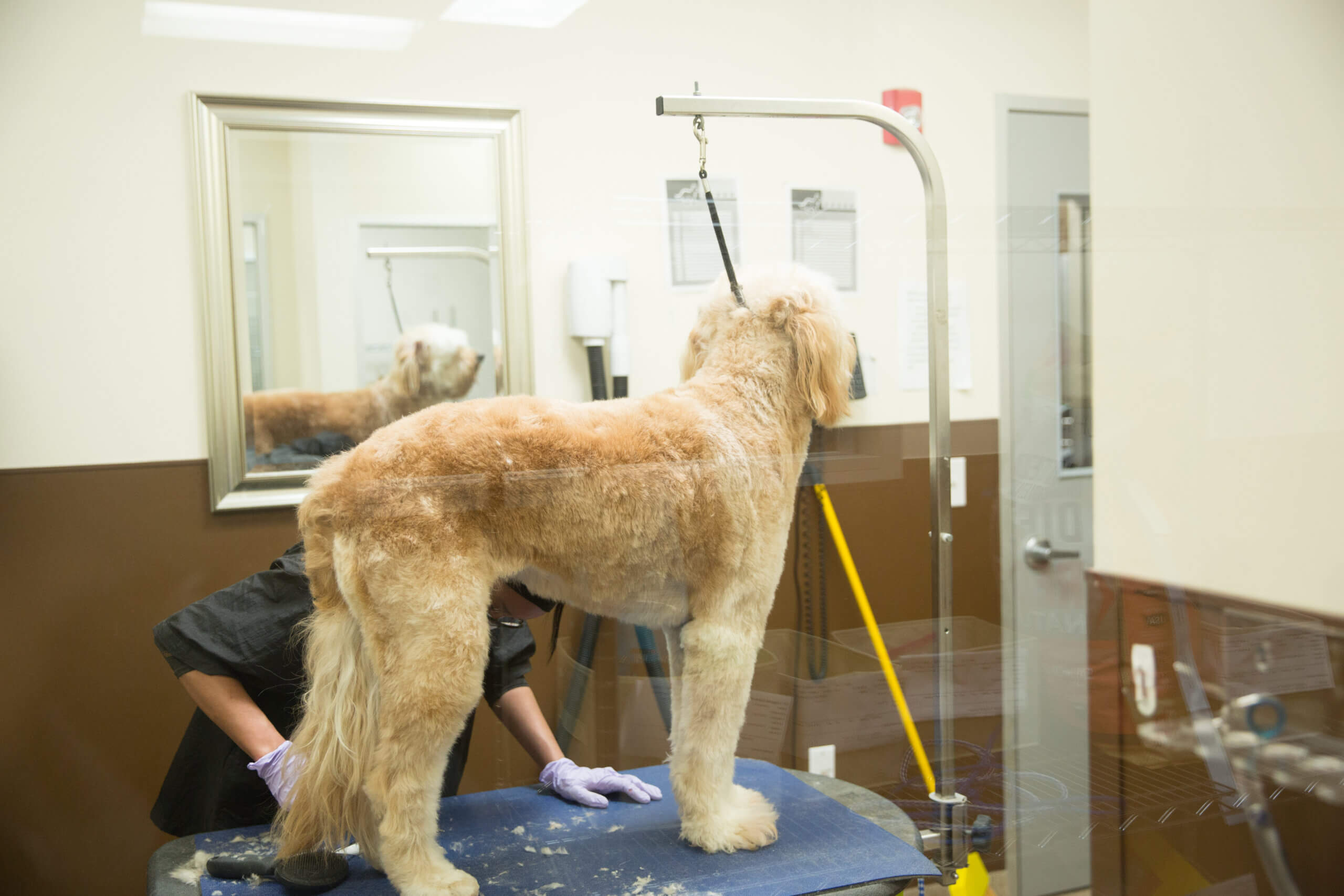 Bathing - Bissonnet Veterinary Hospital